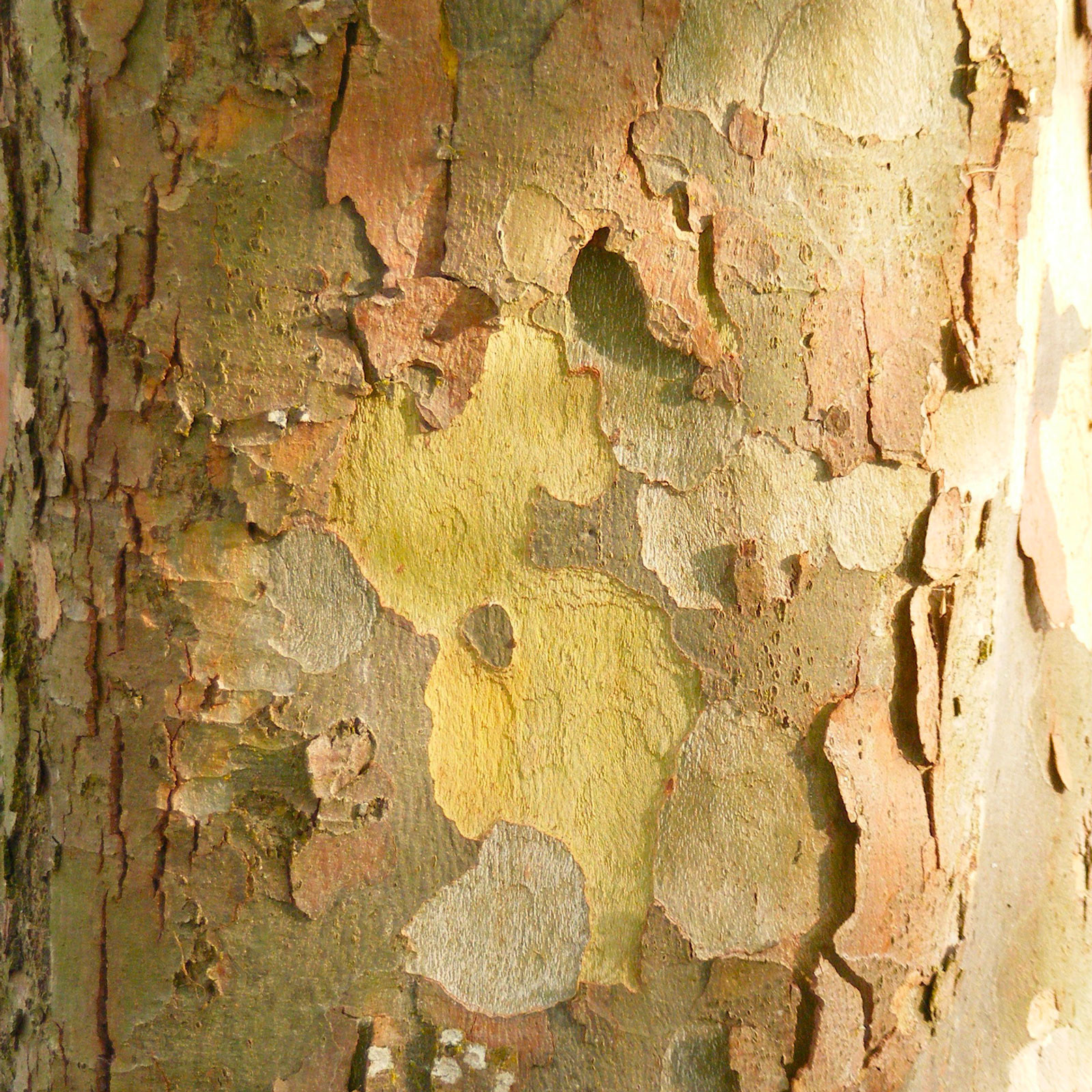 Nématodes contre tigre du platane (100M) - lutte biologique