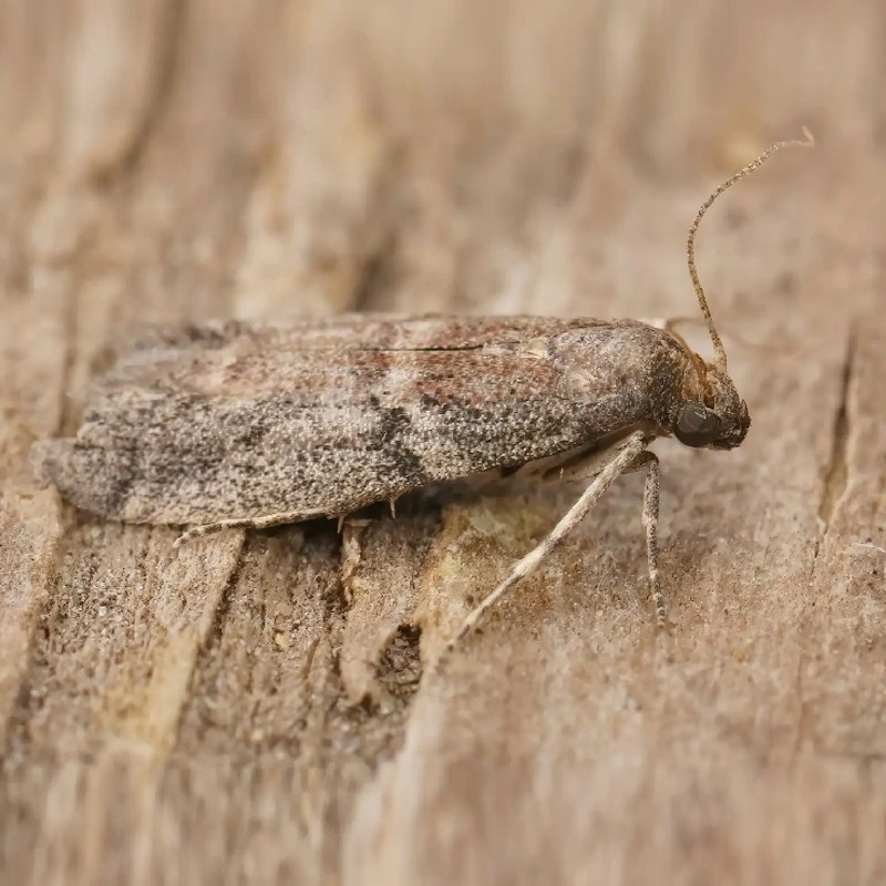 Phéromone Teigne du Caco - Piège insectes
